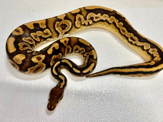 Blk Pastel Calico OD YB- Proven Ball Python by Piedmont Pythons