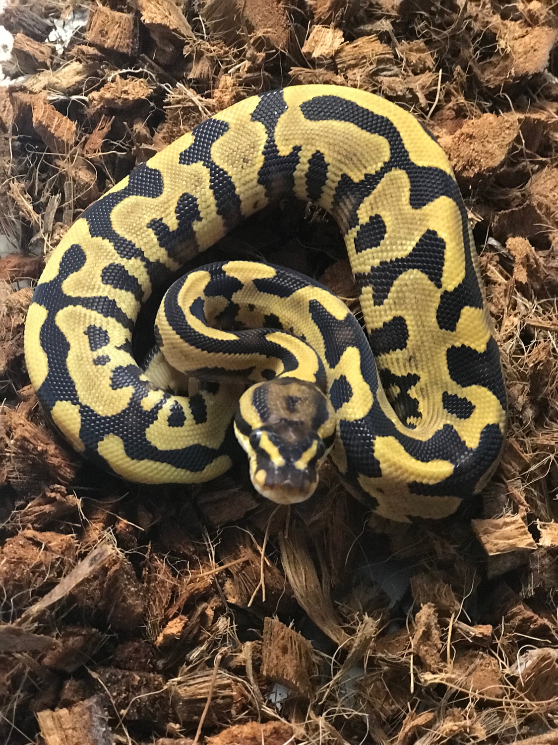 Leopard Yellowbelly Vanilla Ball Python by ZDC Reptiles - MorphMarket