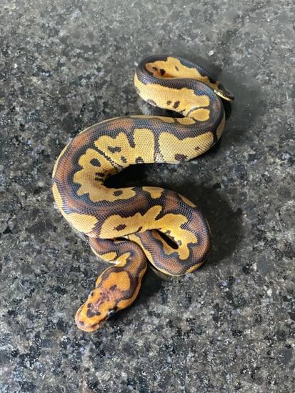 Motley Clown Het Hypo Ball Python by ZDC Reptiles