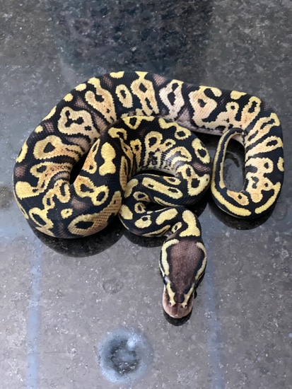 Pastel Yellowbelly/asphalt Het Pied Ball Python by ZDC Reptiles