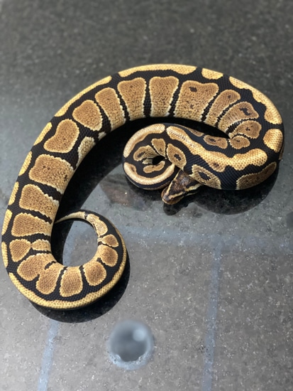 Spotnose 50% Het Sunset Ball Python by ZDC Reptiles