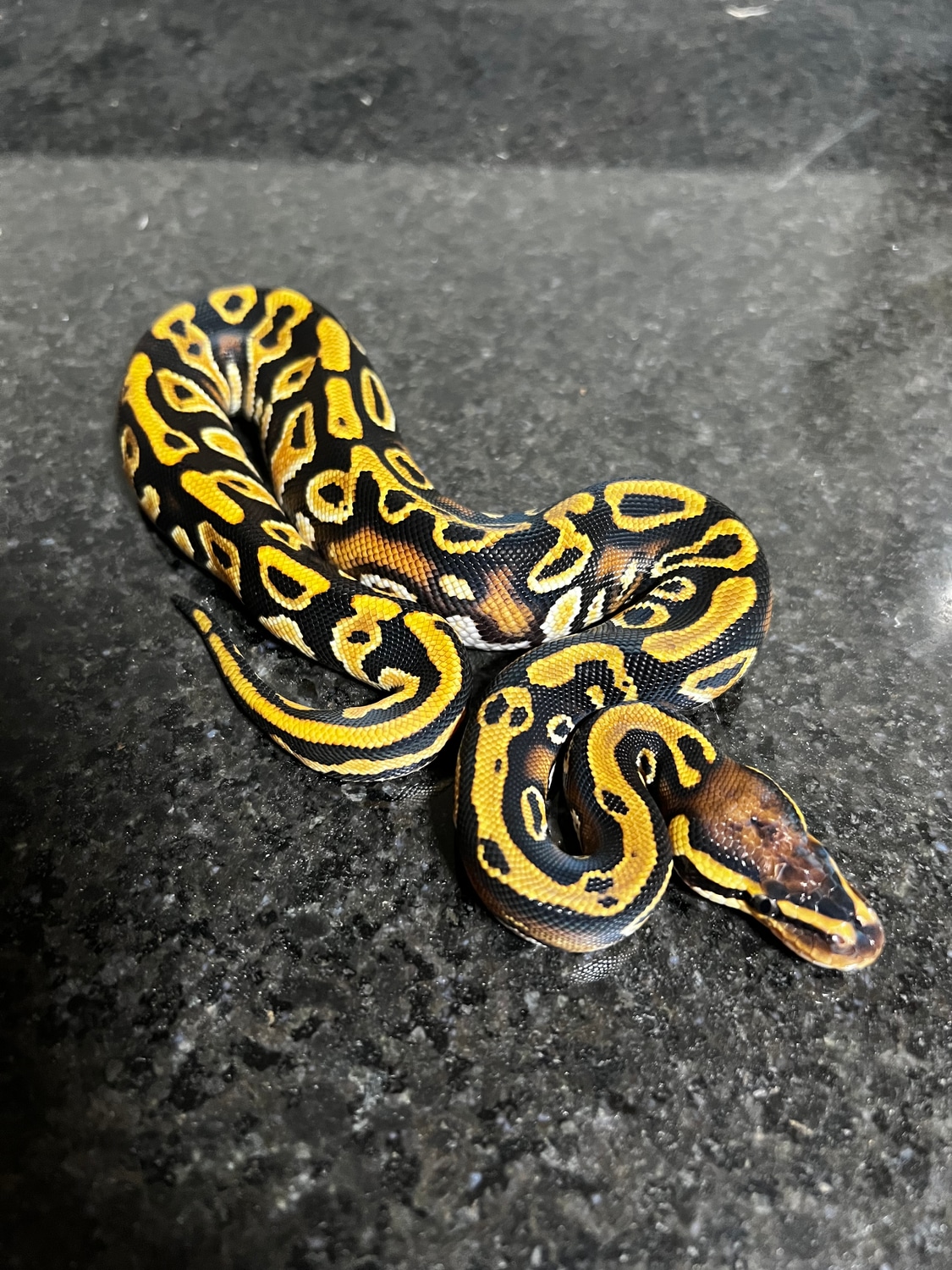 Orange Dream Yellowbelly/Specter Cypress Het Clown Ball Python by ZDC ...