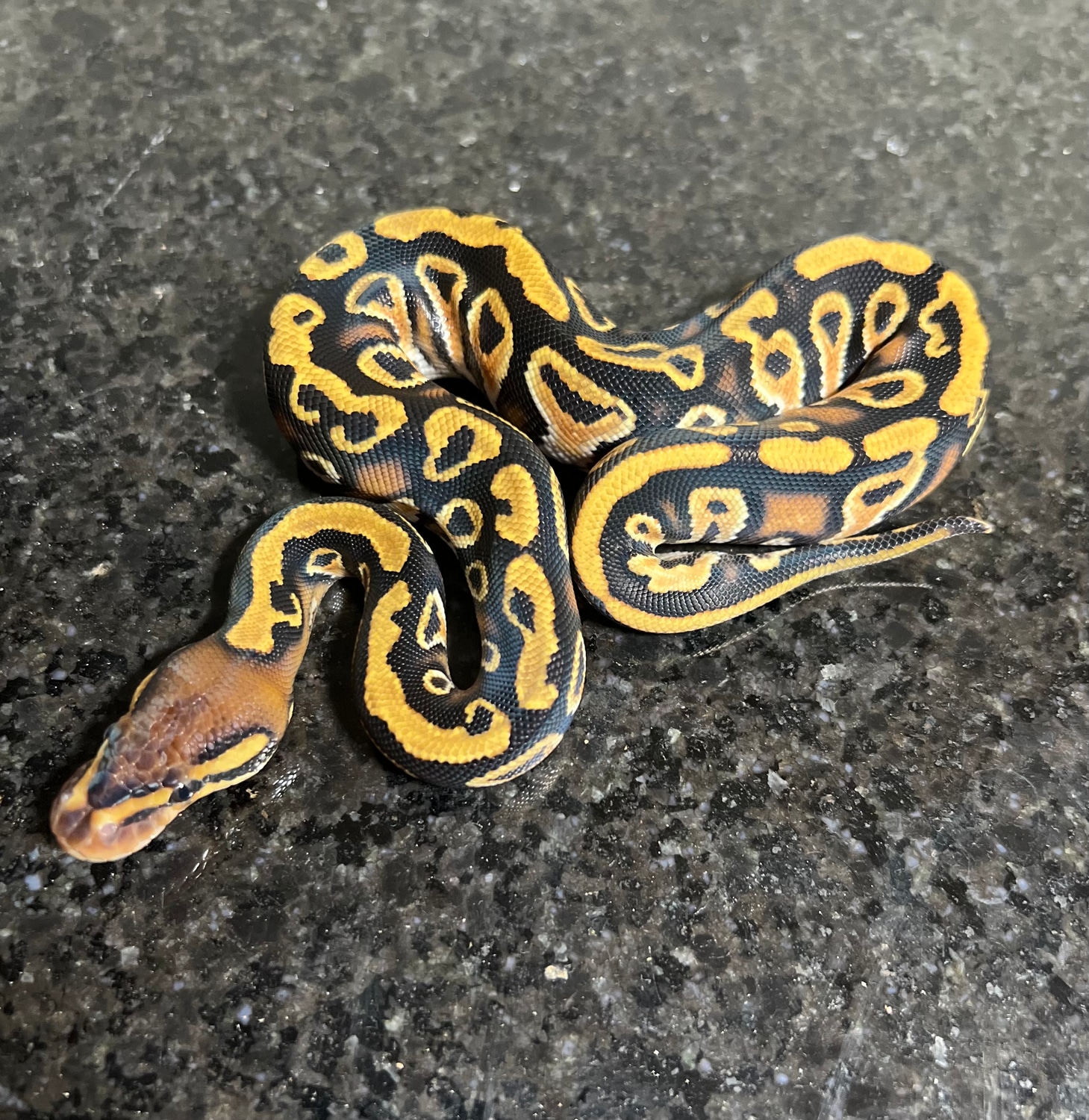 Orange Dream Yellowbelly/specter Cypress Het Clown Ball Python by ZDC ...