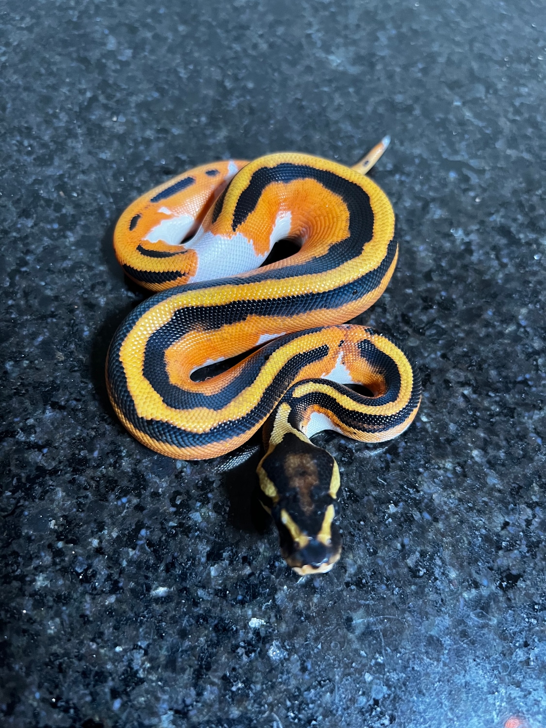 Orange Dream Yellowbelly/Asphalt Pied Ball Python by ZDC Reptiles ...