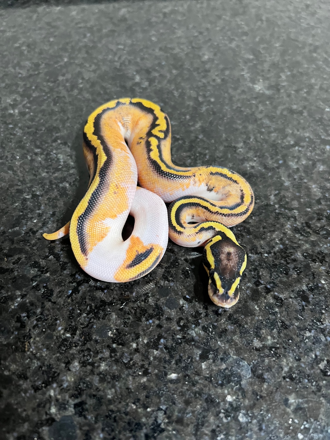 Pastel Yellowbelly/asphalt Pied Ball Python by ZDC Reptiles - MorphMarket