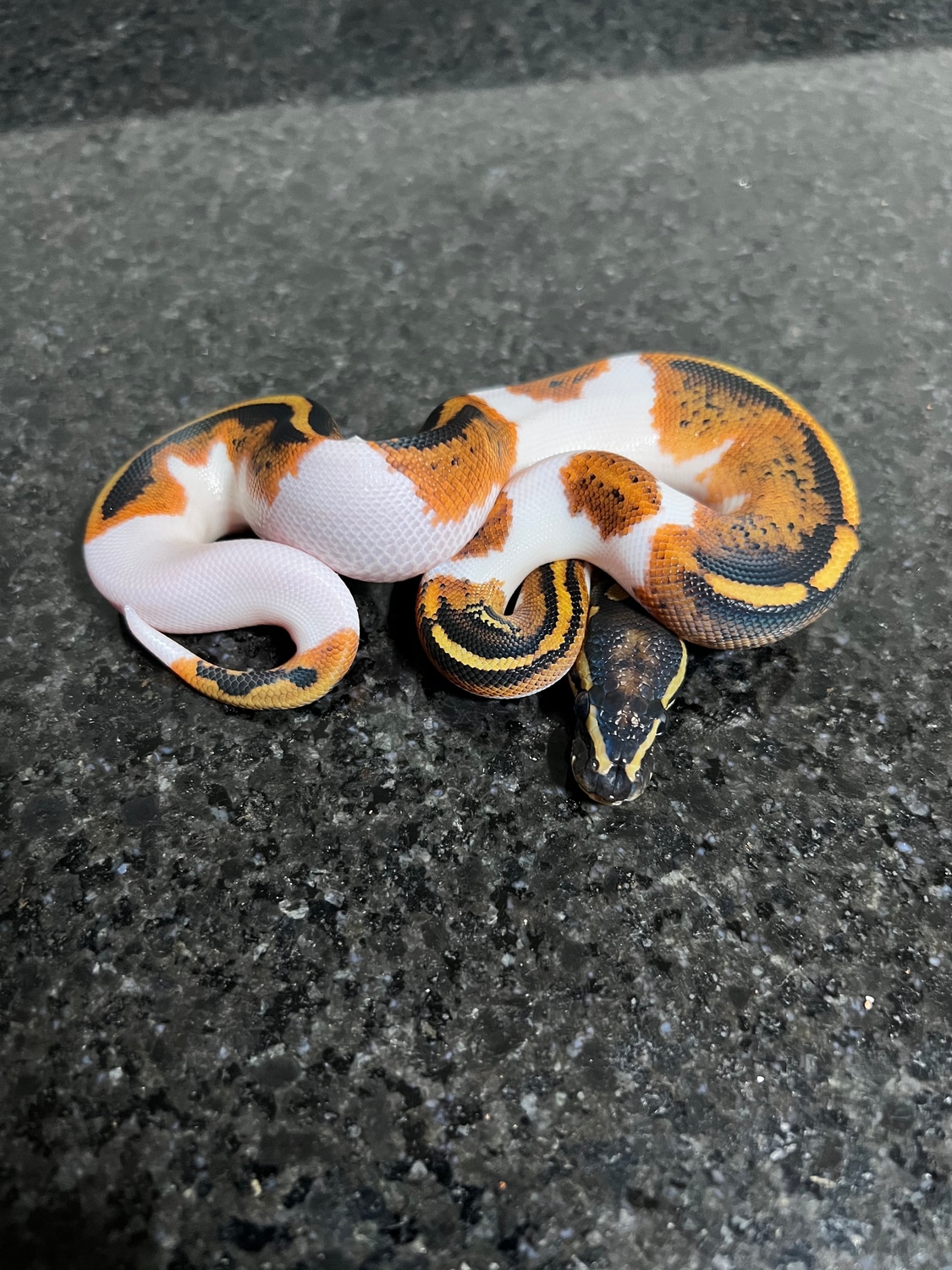 Yellowbelly/asphalt Pied Ball Python by ZDC Reptiles - MorphMarket