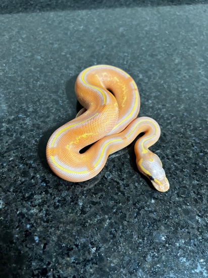 Banana Freeway Het Pied Ball Python by ZDC Reptiles