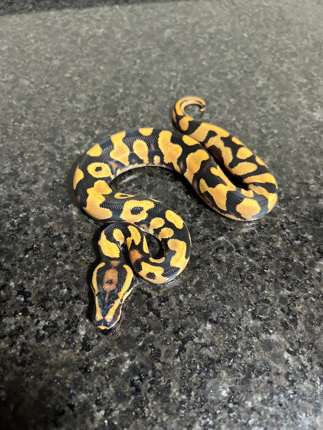 Super Orange Dream Yellowbelly Het Clown 66% Het Pied Ball Python by ...