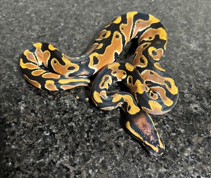 Orange Dream Vanilla Clown Ph Pied Ball Python by ZDC Reptiles ...
