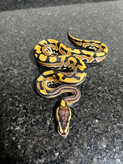 Puzzle Ball Python by ZDC Reptiles