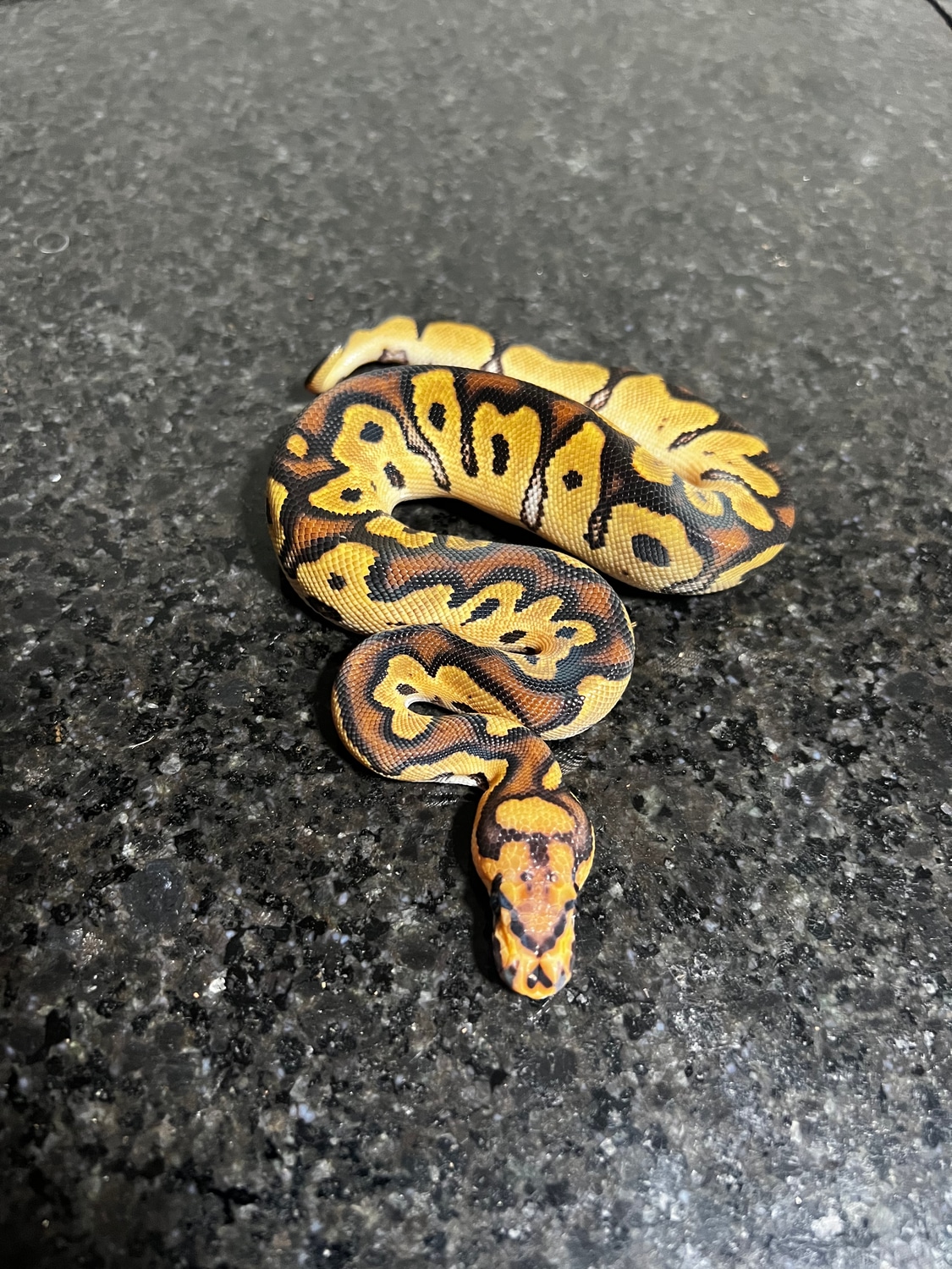 Orange Dream Vanilla Clown Ph Pied Ball Python by ZDC Reptiles ...
