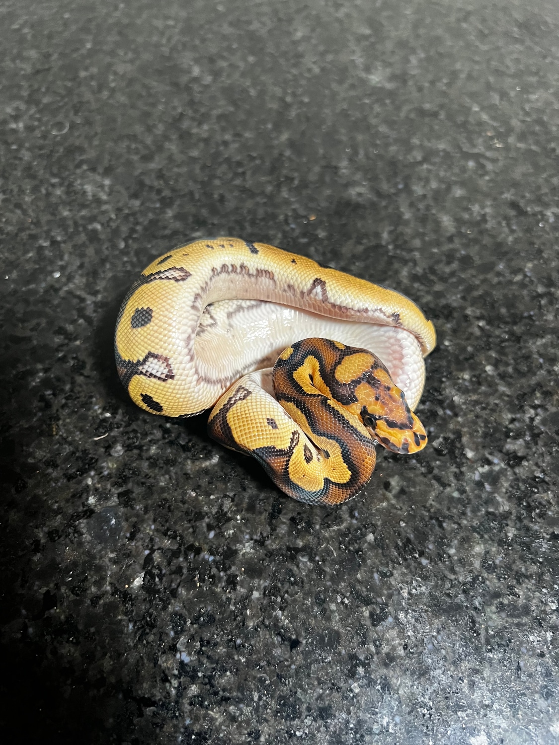 Orange Dream Vanilla Clown Ph Pied Ball Python by ZDC Reptiles ...