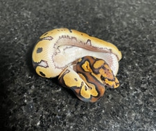 Orange Dream Vanilla Clown Ph Pied Ball Python by ZDC Reptiles - MorphMarket