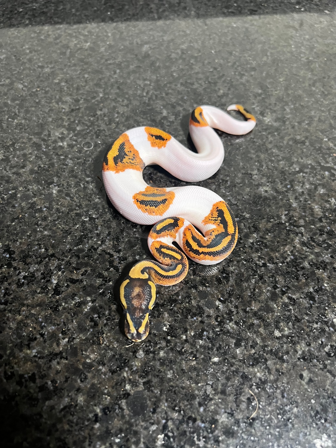Yellowbelly/asphalt Pied Ball Python by ZDC Reptiles - MorphMarket