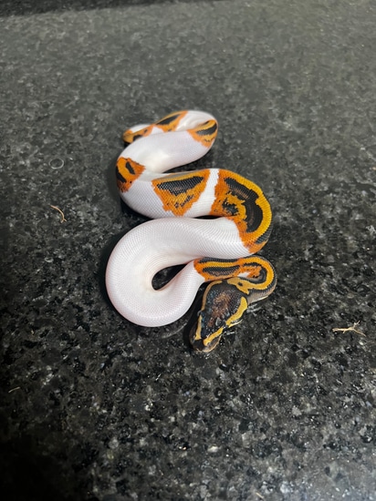 Asphalt/yellowbelly Pied Ball Python by ZDC Reptiles