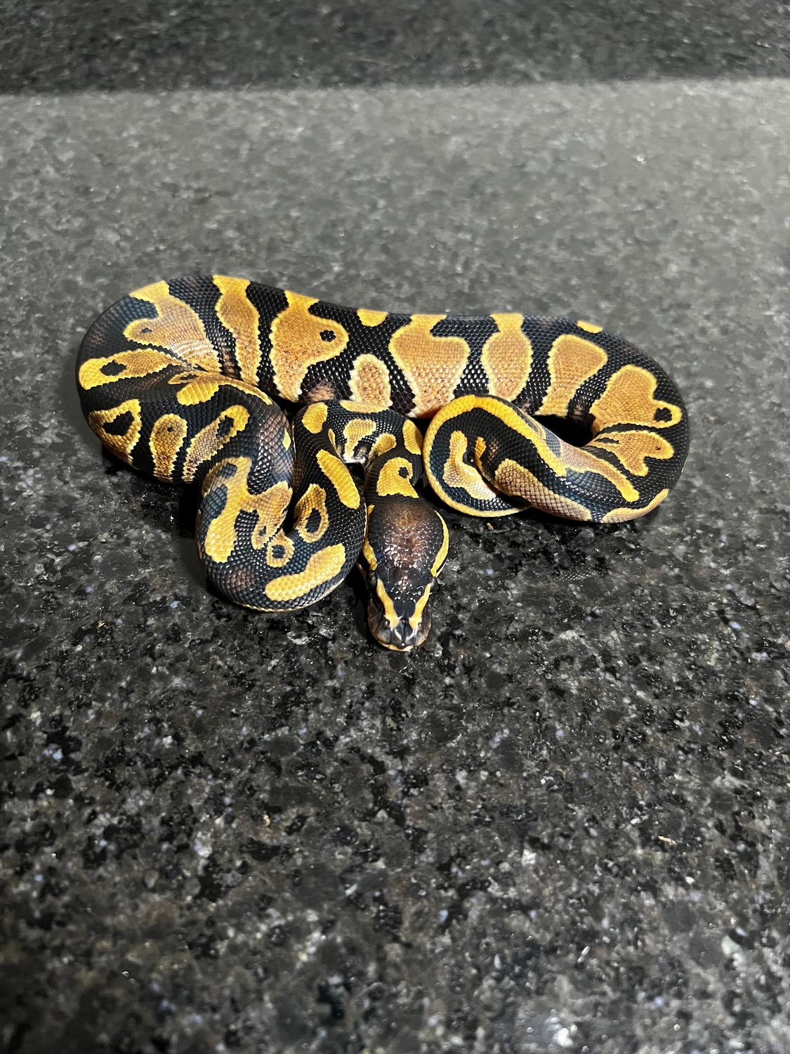 Yellowbelly/asphalt Het Pied Ball Python by ZDC Reptiles - MorphMarket