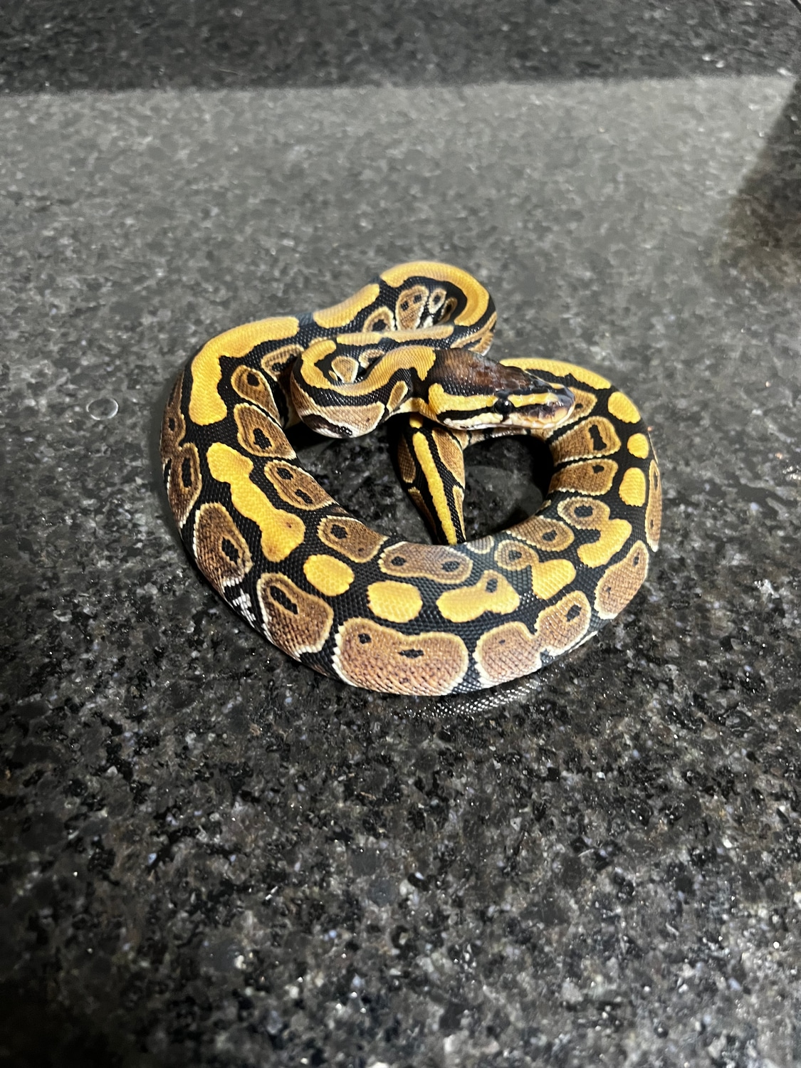 Het Puzzle Ball Python by ZDC Reptiles - MorphMarket