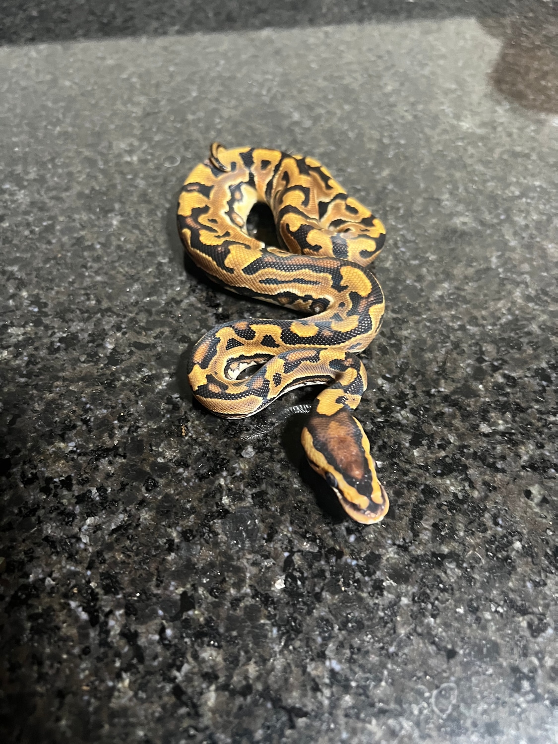 Puzzle Het Hypo Ball Python by ZDC Reptiles - MorphMarket