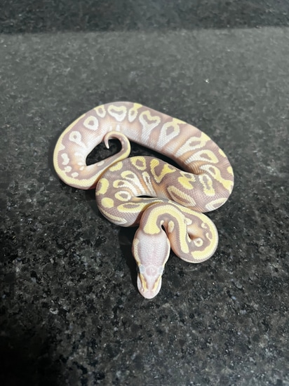 Pastel Orange Dream Banana Mojave Het Clown Ph Pied Pos Yellowbelly ...