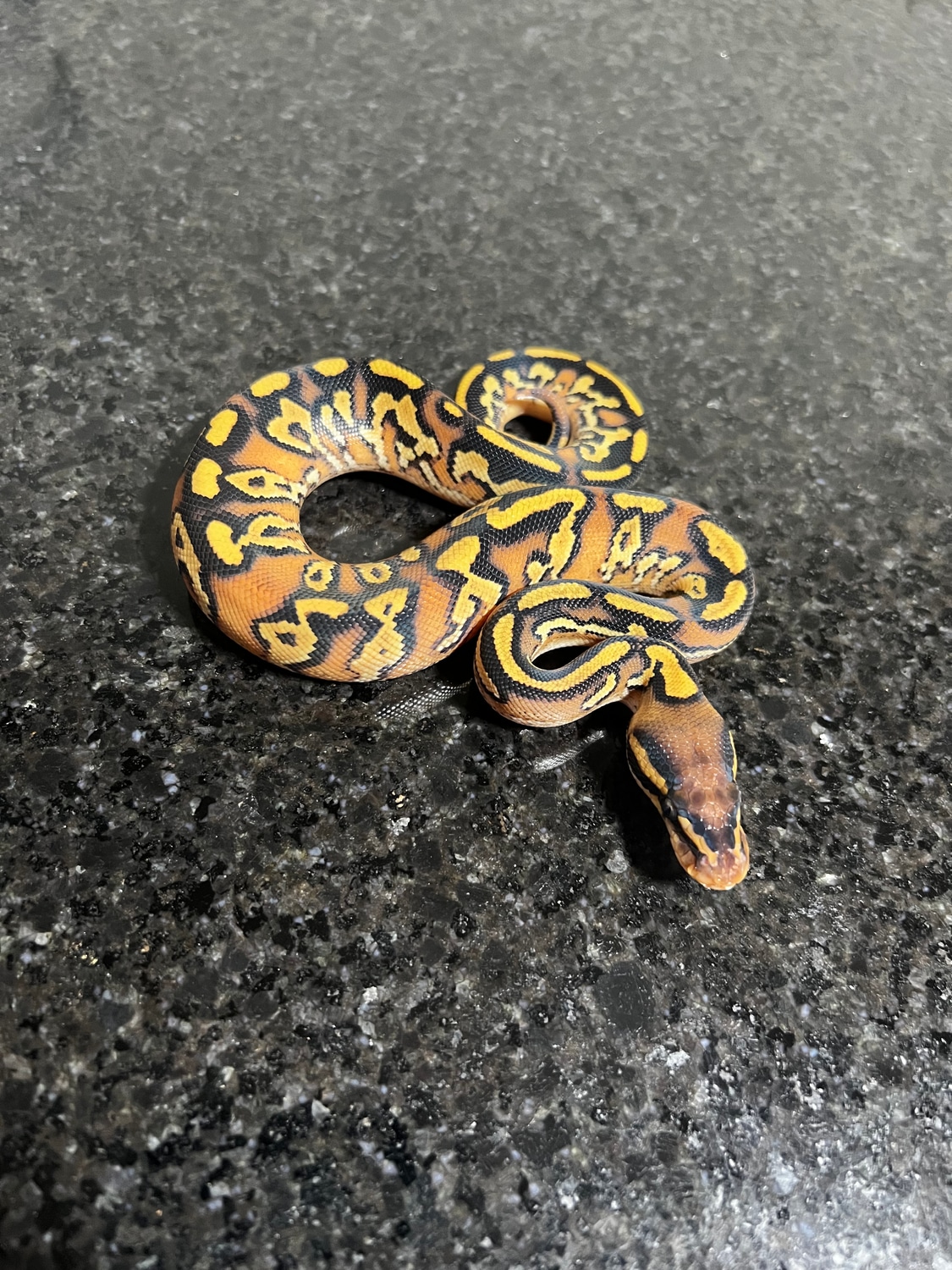 Orange Dream Yellowbelly Bongo Fire Het Clown Ball Python by ZDC ...