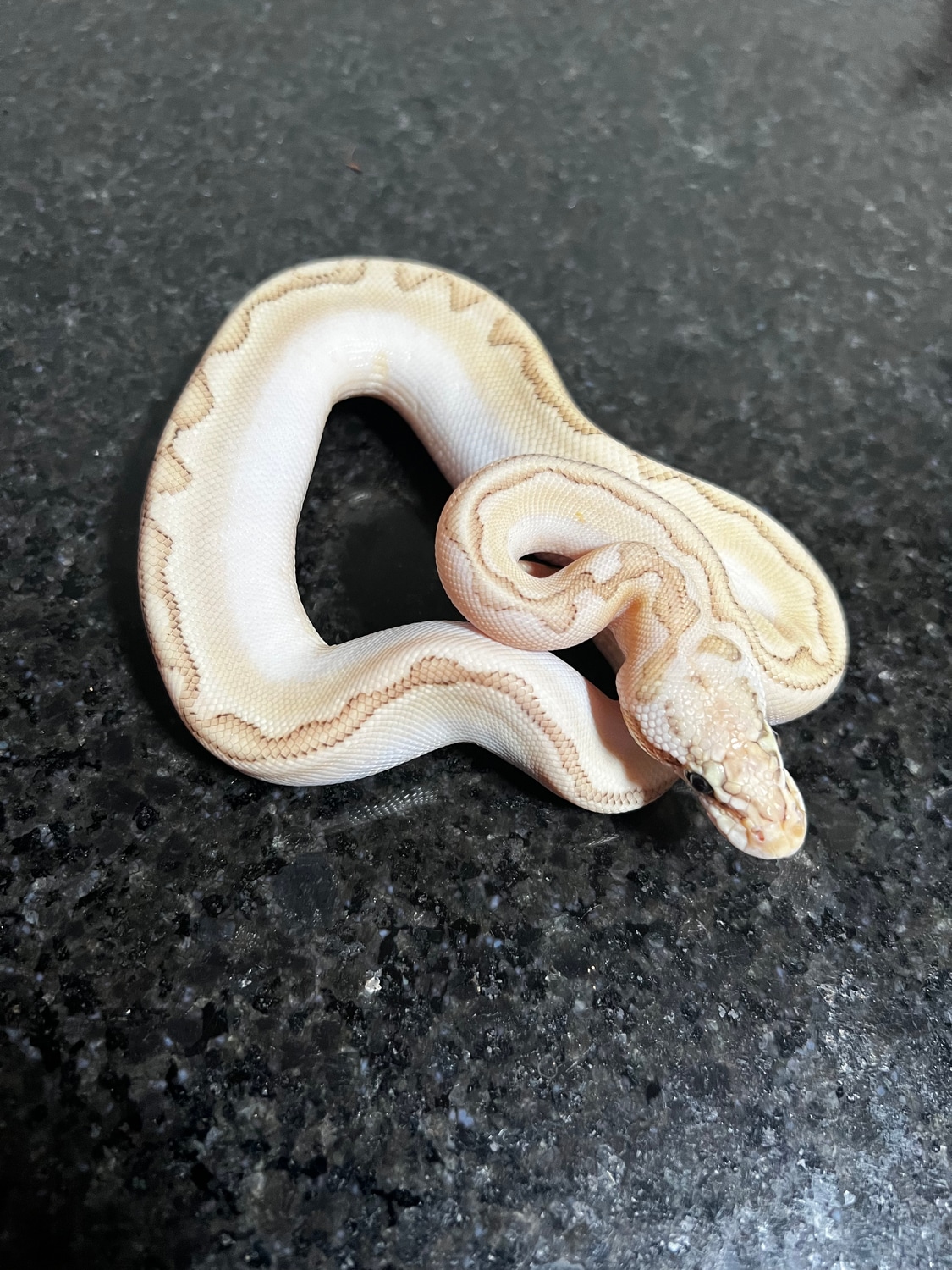 Pastel Bamboo Orange Dream Het Clown Ph Pied Ball Python by ZDC ...
