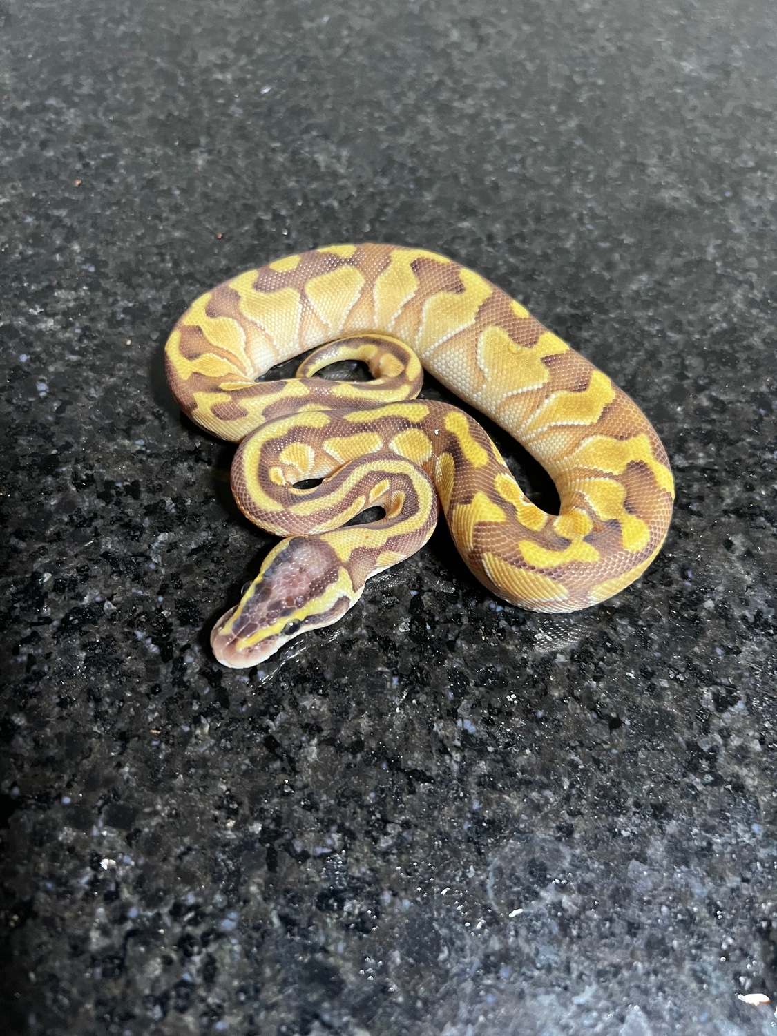 Pastel Enchi Lesser Het Puzzle Ball Python by ZDC Reptiles - MorphMarket