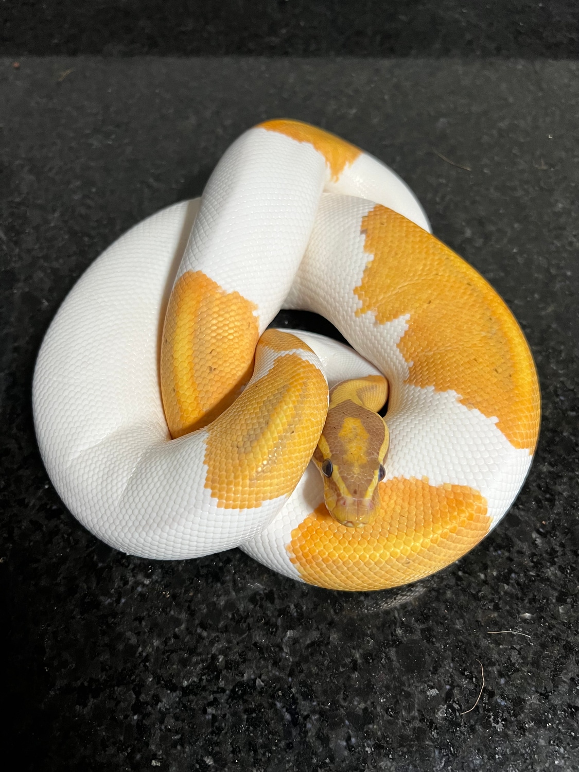 Banana Freeway Pied Ball Python by ZDC Reptiles - MorphMarket