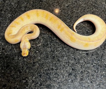 Bamboo Pastel Clown Het Hypo Ball Python by ZDC Reptiles - MorphMarket