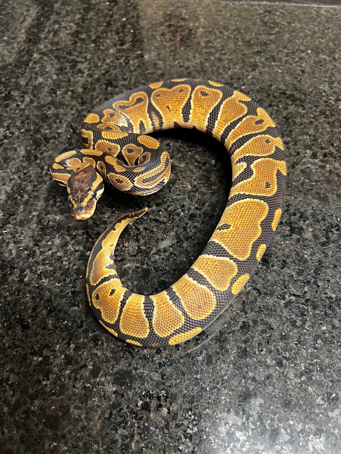 Het Hypo Het Puzzle Ball Python by ZDC Reptiles - MorphMarket