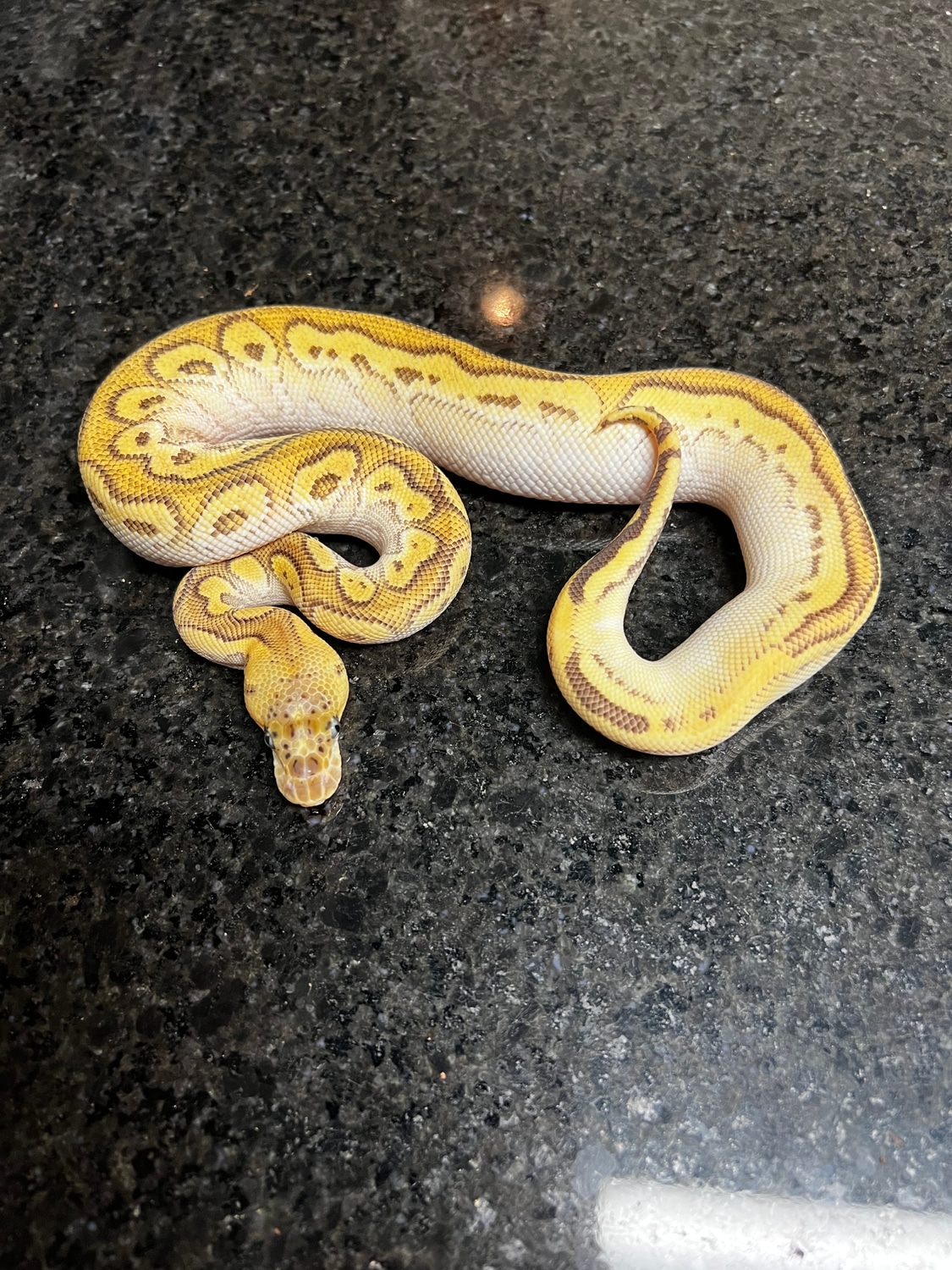 Pastel Orange Dream Yellowbelly Mojave Clown Ph Pied Ball Python by ZDC ...
