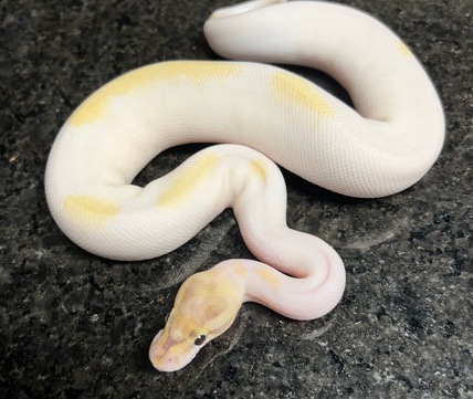 Orange Dream Vanilla Clown Ball Python by ZDC Reptiles - MorphMarket