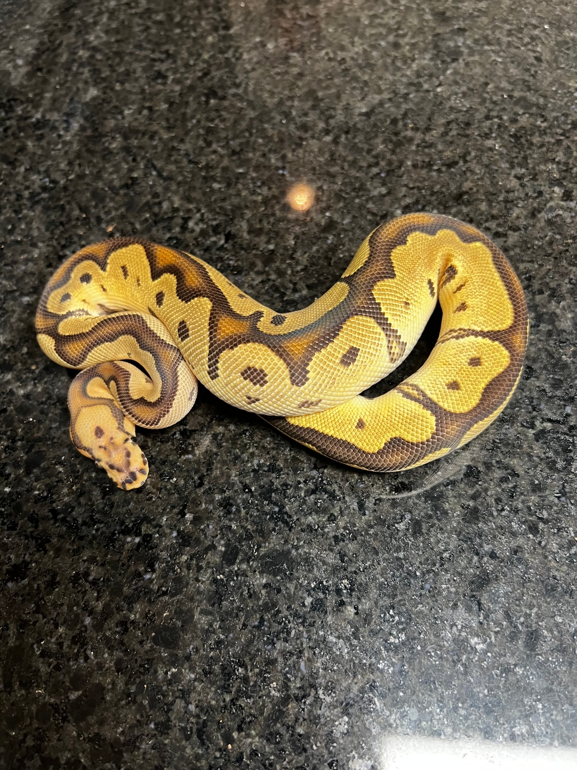 Orange Dream Vanilla Clown Het Pied Ball Python by ZDC Reptiles ...