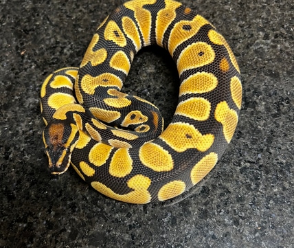 Orange Dream Vanilla Clown Ball Python by ZDC Reptiles - MorphMarket