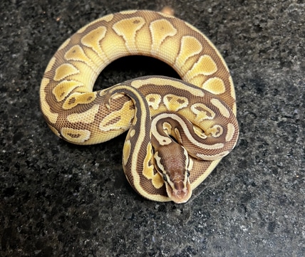 Bamboo Pastel Clown Het Hypo Ball Python by ZDC Reptiles - MorphMarket