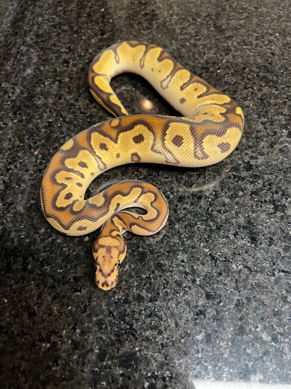 Orange Dream Vanilla Clown Ball Python by ZDC Reptiles