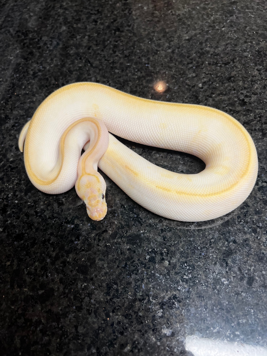 Orange Dream Bamboo Woma Clown Het Pied Ball Python by ZDC Reptiles ...