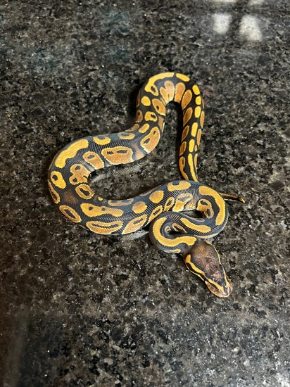Het Sunset Ball Python by ZDC Reptiles