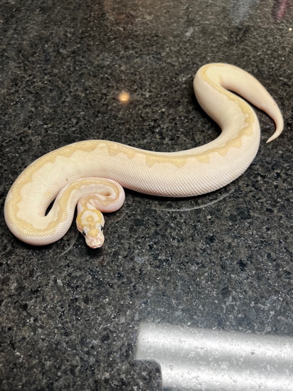 Bamboo Pastel Clown Het Hypo Ball Python by ZDC Reptiles