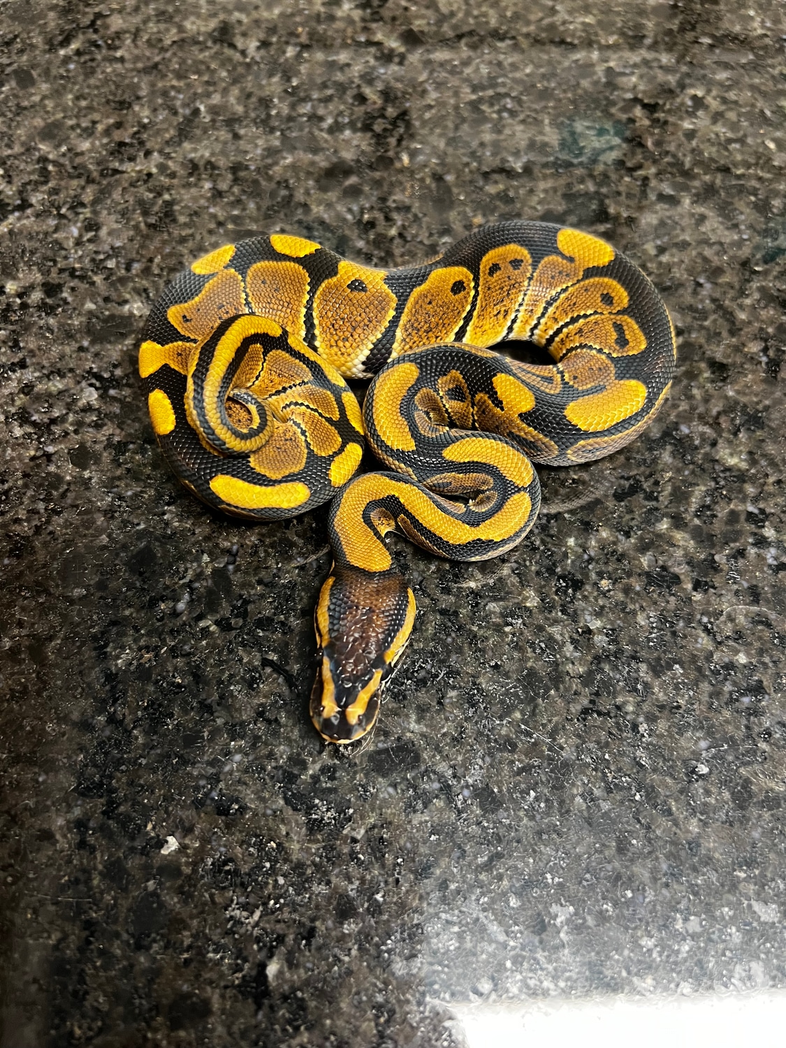 Het Puzzle Ball Python by ZDC Reptiles - MorphMarket