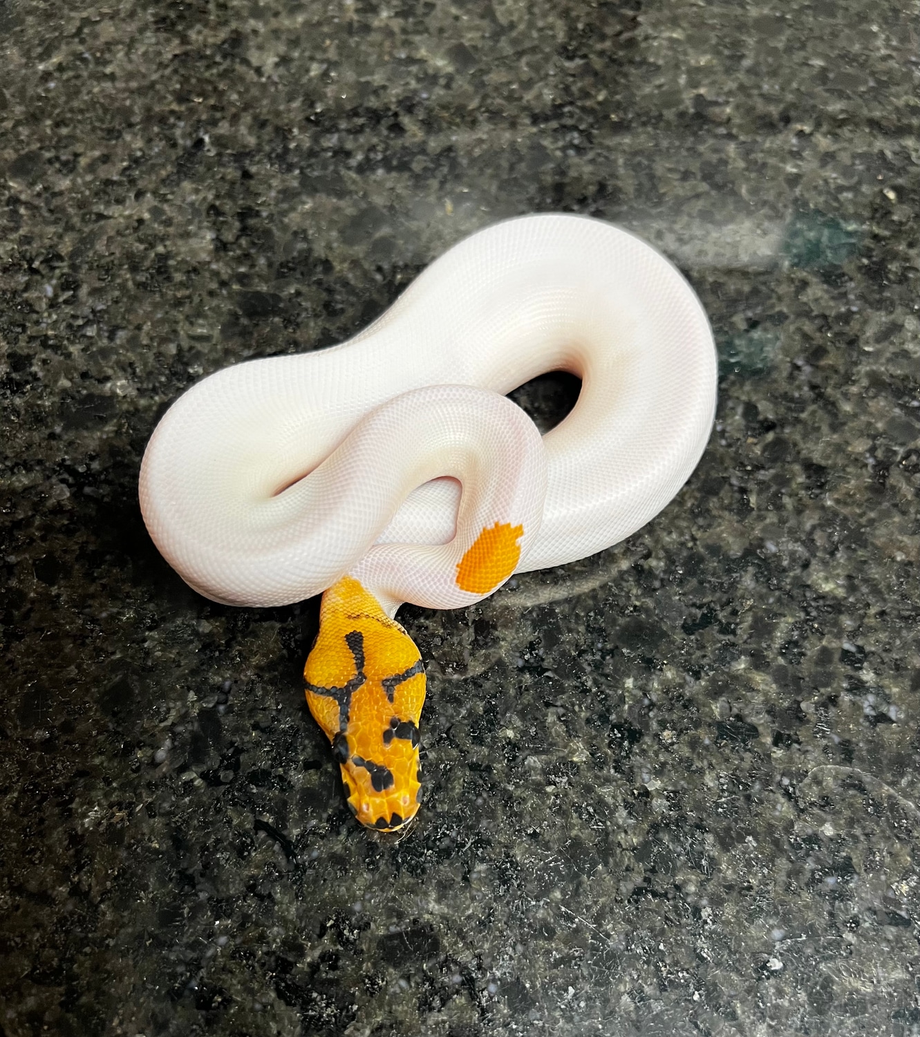 Super Orange Dream Yellowbelly Fire Clown Pied Ball Python by ZDC ...