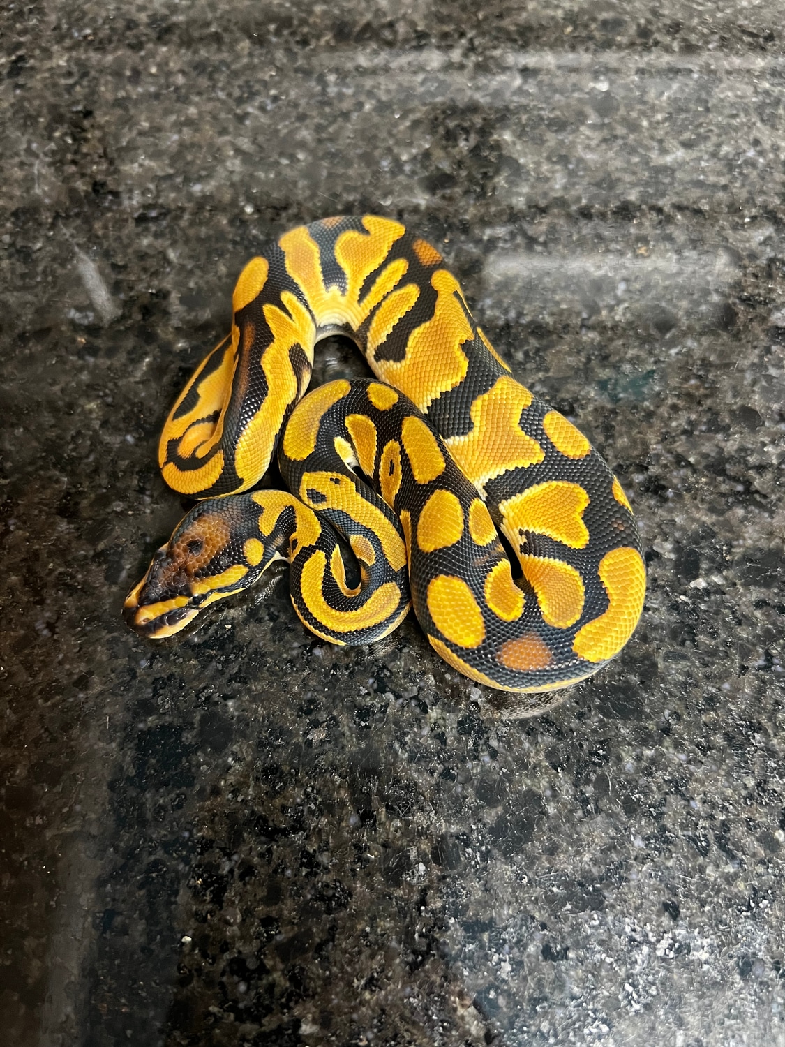 Super Orange Dream Het Clown 66% Het Pied Ball Python by ZDC Reptiles ...