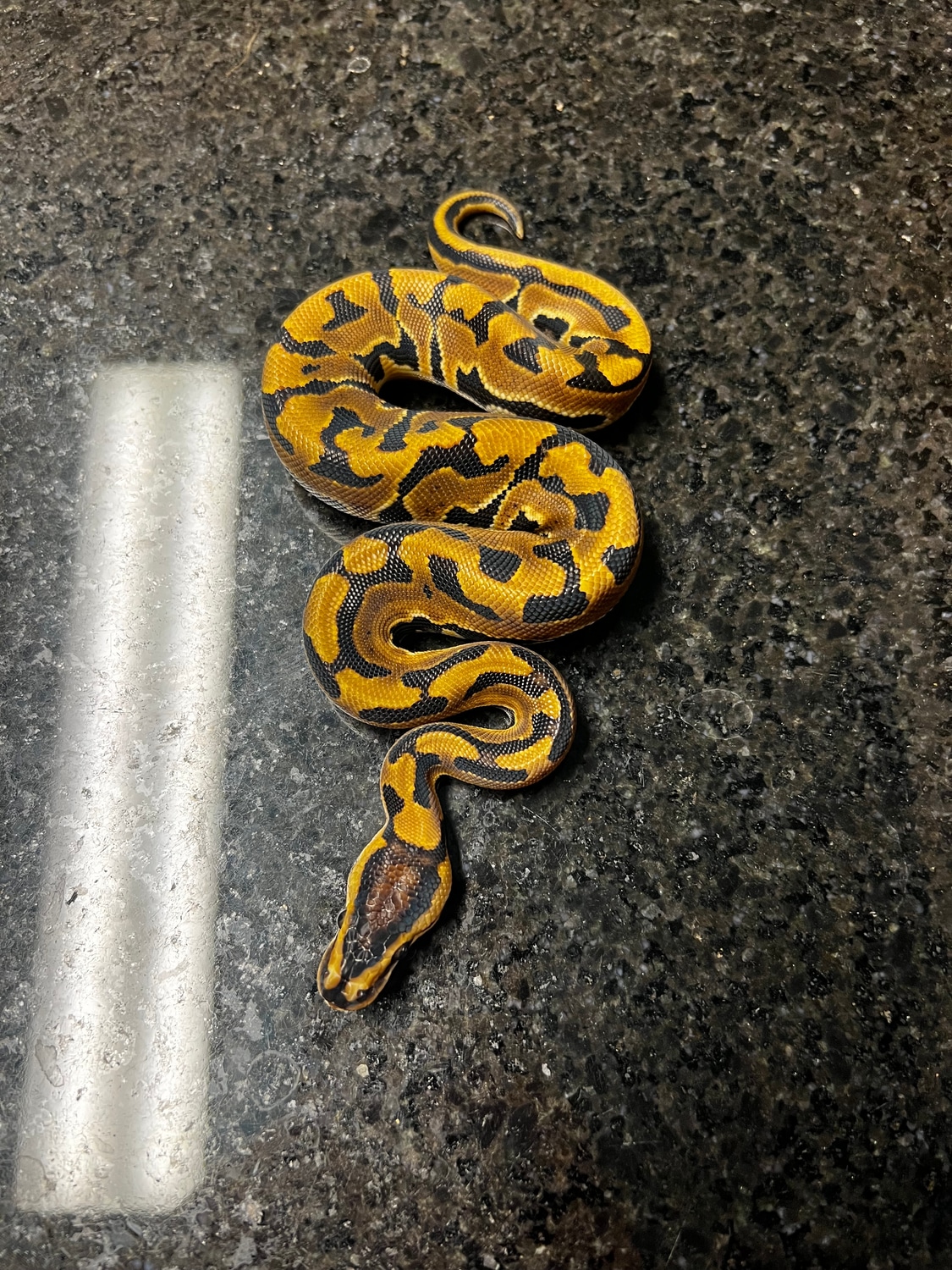 Puzzle Ball Python by ZDC Reptiles - MorphMarket