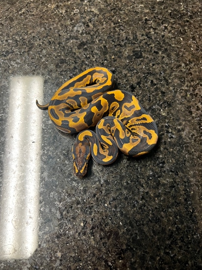 Leopard Het Hypo Het Puzzle Ball Python by ZDC Reptiles