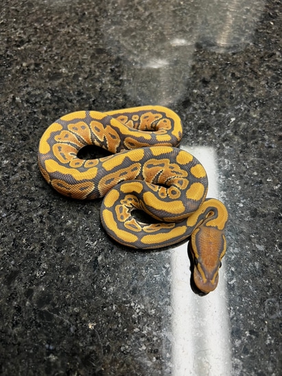 Orange Dream Hypo Het Sunset Het Puzzle Ball Python by ZDC Reptiles