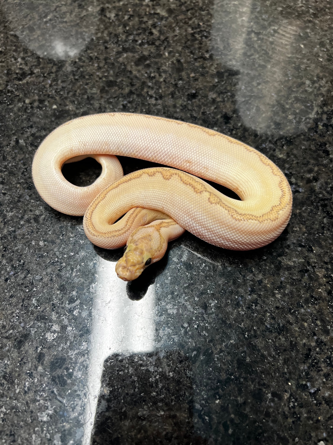Pastel Bamboo Clown Possible Redstripe Ball Python by ZDC Reptiles ...