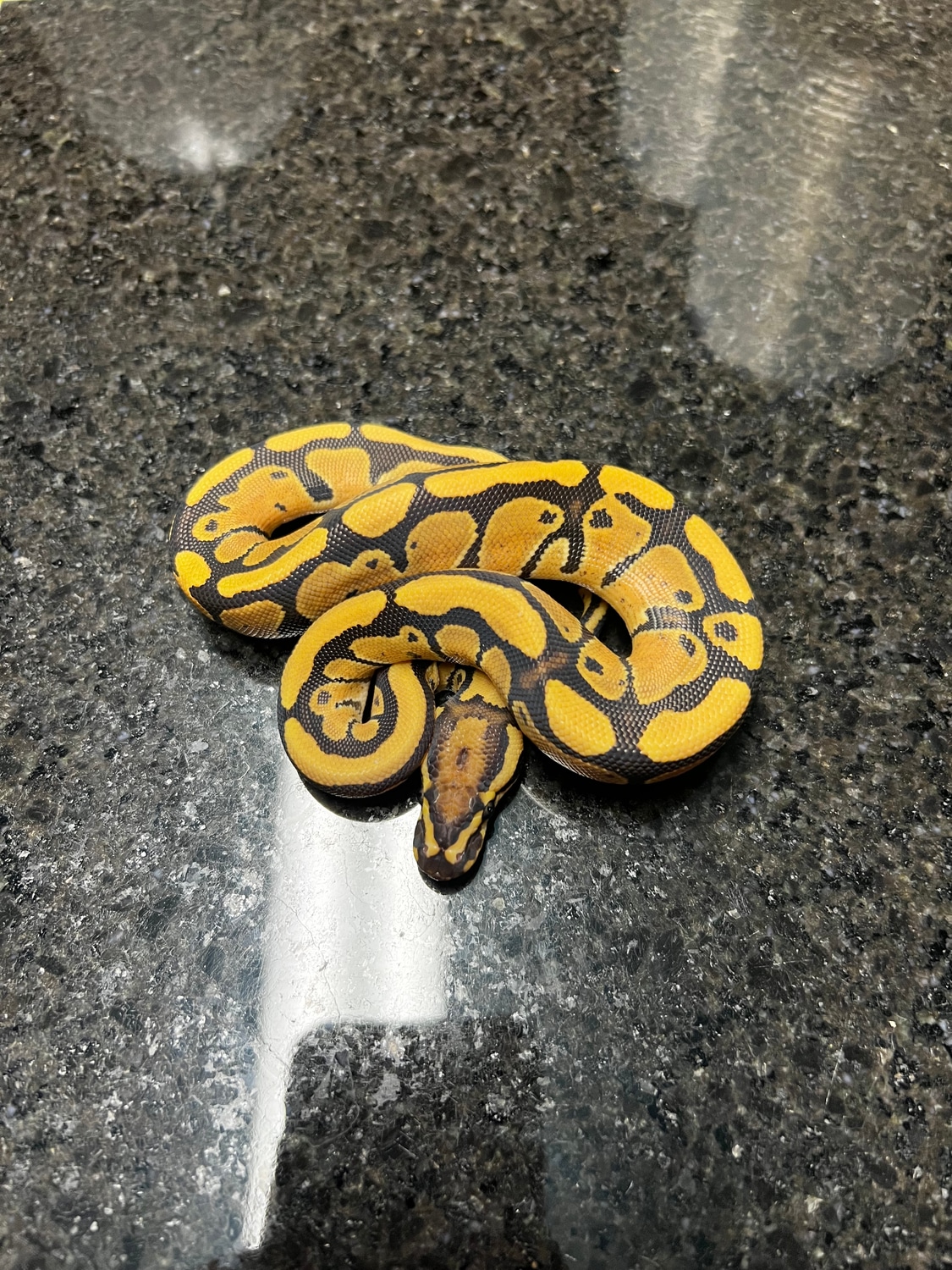 Vanilla Het Clown Het Sunset Ph Hypo Ball Python by ZDC Reptiles ...