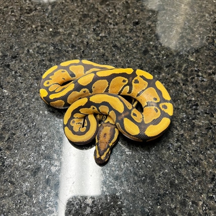 Puzzle Ball Python by ZDC Reptiles - MorphMarket