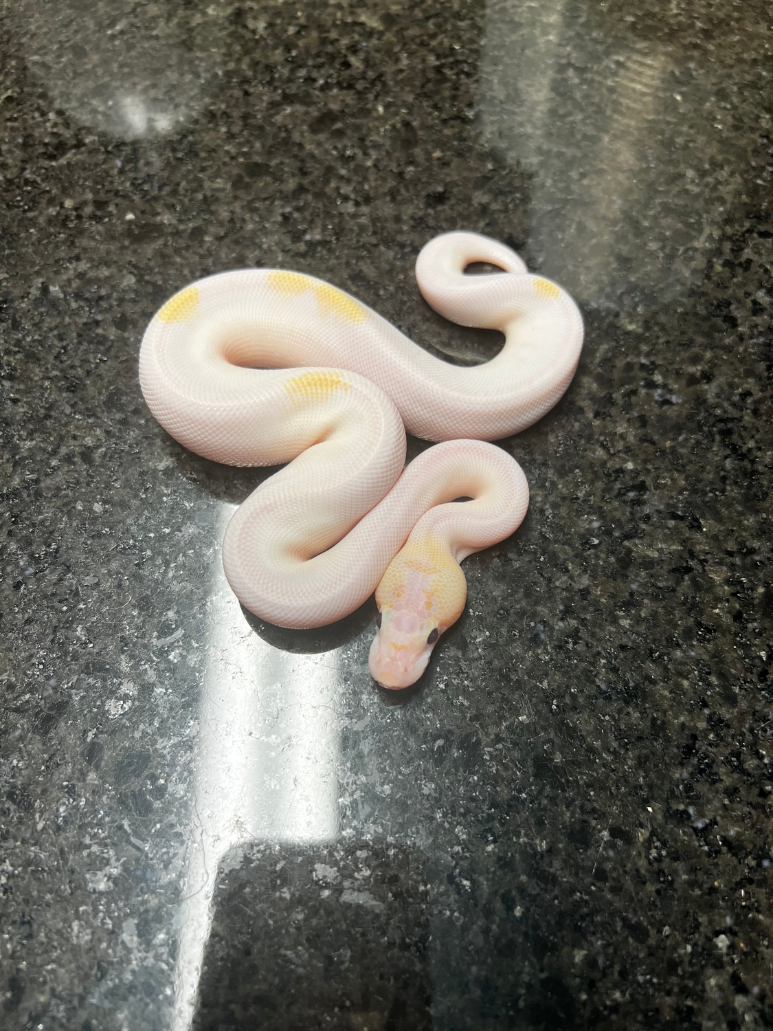 Orange Dream Ivory Pied Het Clown Ball Python by ZDC Reptiles - MorphMarket