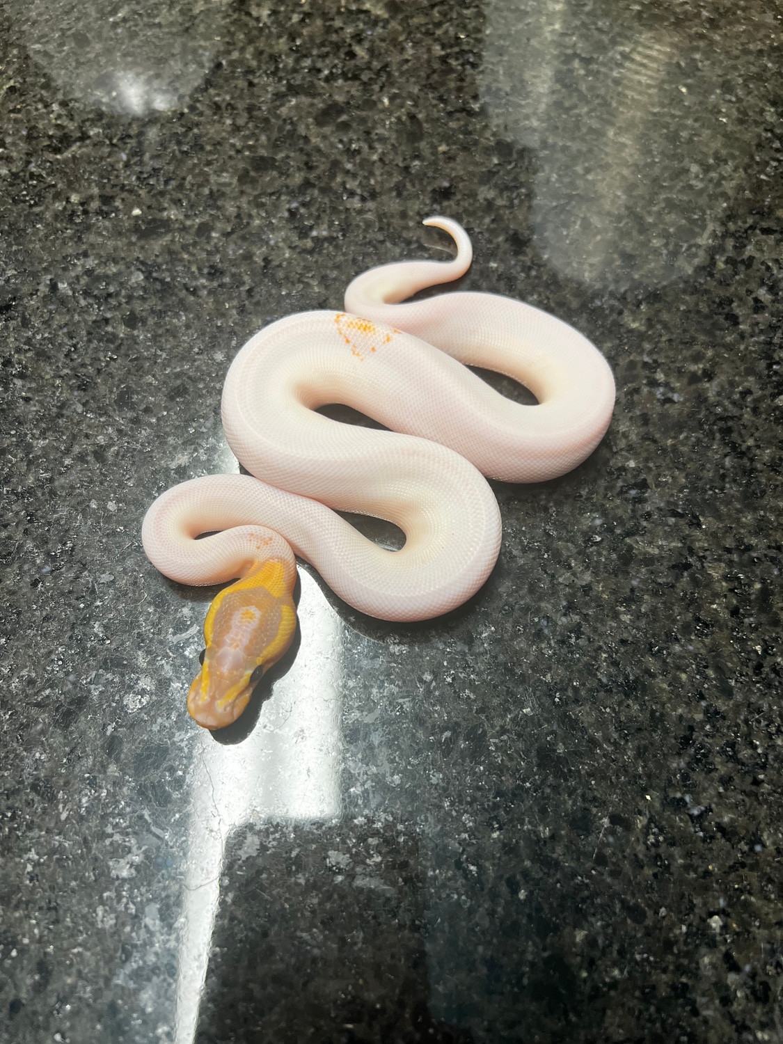 Orange Dream Yellowbelly Banana Pied Het Clown Ball Python by ZDC ...