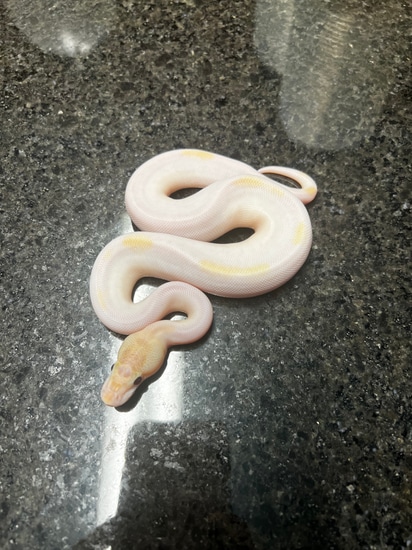 Orange Dream Ivory Pied Het Clown Ball Python by ZDC Reptiles